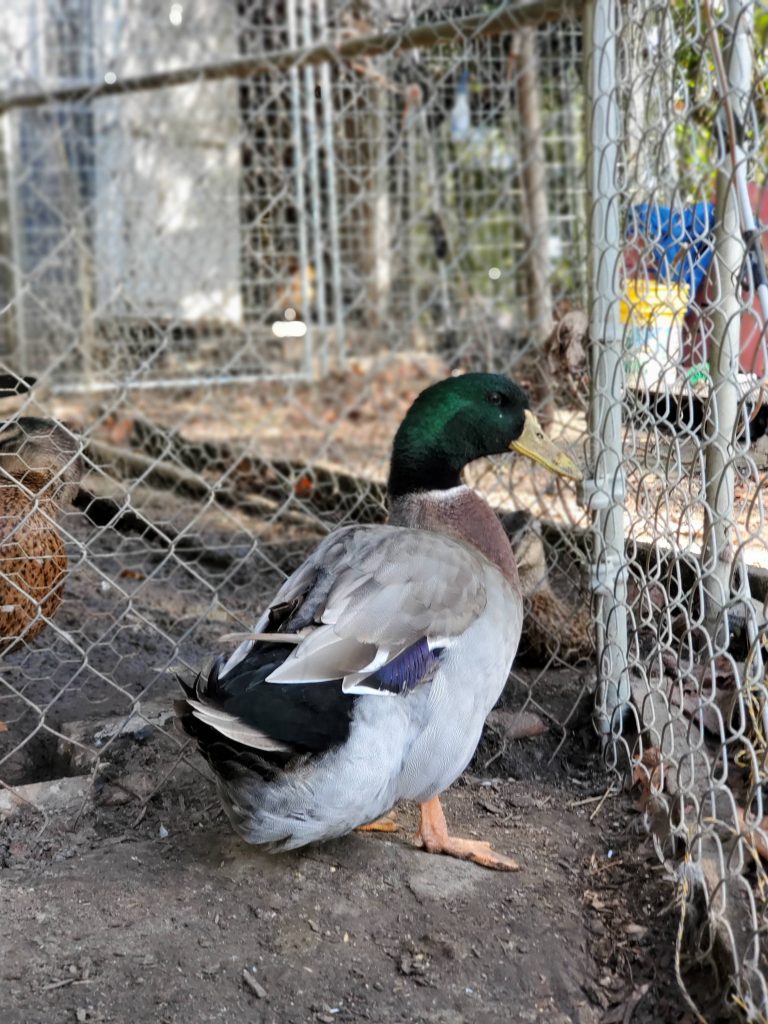 Backyard Poultry June/July 2021 - Backyard Poultry
